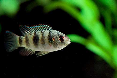 Anomalochromis thomasi "Butterfly Cichlid" – Dave's Rare Aquarium Fish