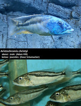 Dave's Rare Aquarium Fish – Dave's Rare Aquarium Fish