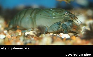 Atya gabonensis "Giant Blue Wood Shrimp" – Dave's Rare Aquarium Fish