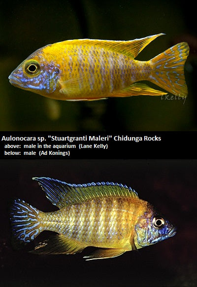 Aulonocara sp. "Stuartgranti Maleri" Chidunga Rocks "Orange" – Dave's ...
