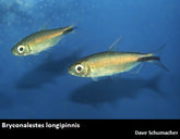 Dave's Rare Aquarium Fish – Dave's Rare Aquarium Fish