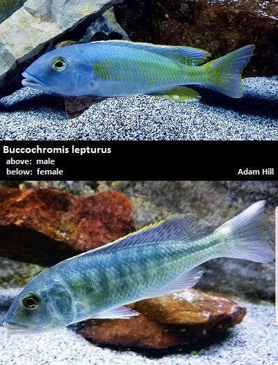 Buccochromis lepturus "Green" – Dave's Rare Aquarium Fish