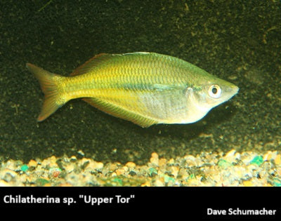 Chilatherina sp. "Upper Tor" – Dave's Rare Aquarium Fish