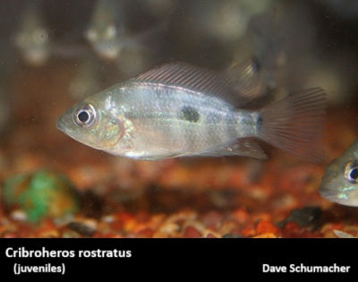 Cribroheros rostratus – Dave's Rare Aquarium Fish