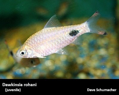 Dawkinsia rohani "Teardrop Barb" – Dave's Rare Aquarium Fish