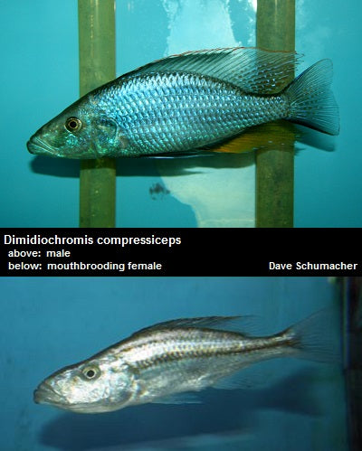 Dimidiochromis compressiceps – Dave's Rare Aquarium Fish