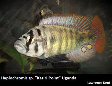 Lake Victoria & Other East Africans – Dave's Rare Aquarium Fish