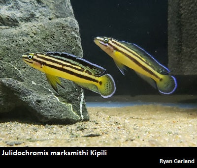 Julidochromis marksmithi Kipili "Yellow" – Dave's Rare Aquarium Fish