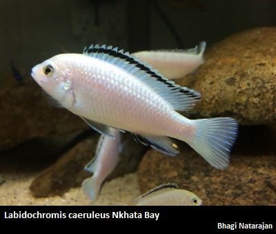 Labidochromis caeruleus Nkhata Bay "White Lab" – Dave's Rare Aquarium Fish