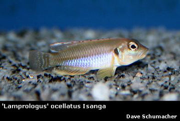 Shell Dwellers – Dave's Rare Aquarium Fish