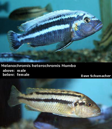 Dave's Rare Aquarium Fish – Dave's Rare Aquarium Fish