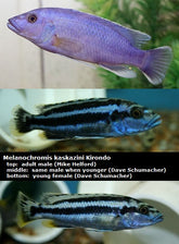 Dave's Rare Aquarium Fish – Dave's Rare Aquarium Fish