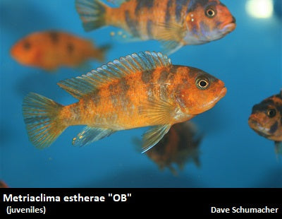 Metriaclima estherae ''OB Red Zebra'' – Dave's Rare Aquarium Fish