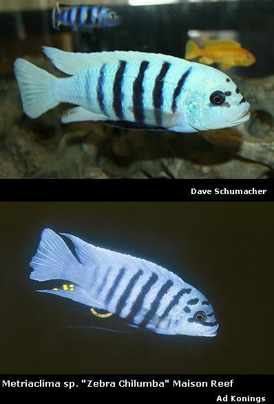 Metriaclima fainzilberi Maison Reef "Zebra Chilumba" – Dave's Rare ...