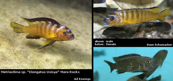 Dave's Rare Aquarium Fish – Dave's Rare Aquarium Fish