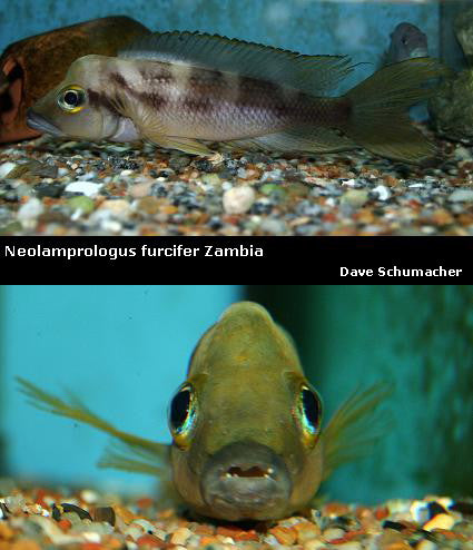 Dave's Rare Aquarium Fish – Dave's Rare Aquarium Fish