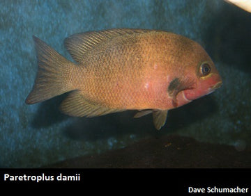 Dave's Rare Aquarium Fish – Dave's Rare Aquarium Fish