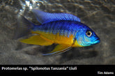 Dave's Rare Aquarium Fish – Dave's Rare Aquarium Fish