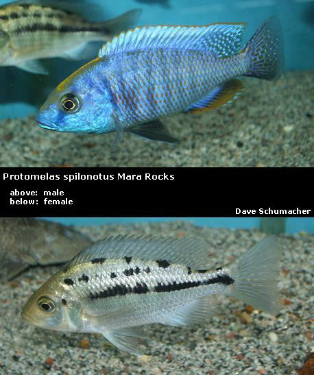 Protomelas spilonotus Mara Rocks – Dave's Rare Aquarium Fish