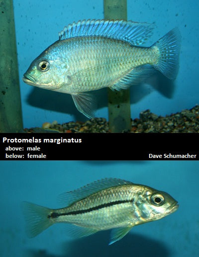 Protomelas marginatus "Turquoise" – Dave's Rare Aquarium Fish