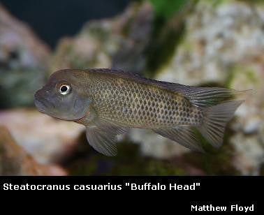 Steatocranus casuarius "Buffalo Head" – Dave's Rare Aquarium Fish