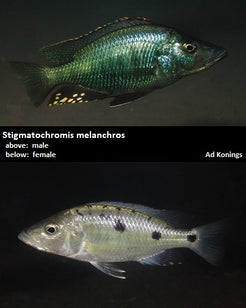 Stigmatochromis melanchros "Tolae" – Dave's Rare Aquarium Fish