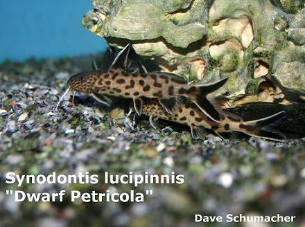 Synodontis lucipinnis "Dwarf Petricola" – Dave's Rare Aquarium Fish