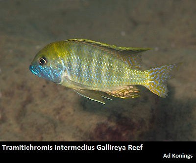 Tramitichromis intermedius Kambiri Point – Dave's Rare Aquarium Fish