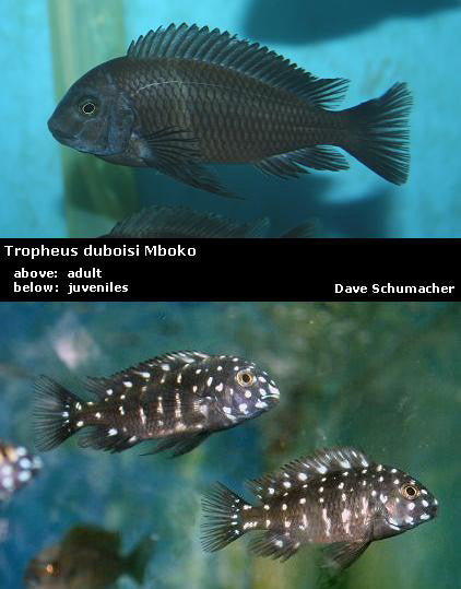 Tropheus – Dave's Rare Aquarium Fish