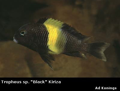 Tropheus – Dave's Rare Aquarium Fish