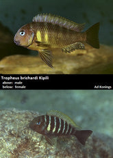 Tropheus – Dave's Rare Aquarium Fish