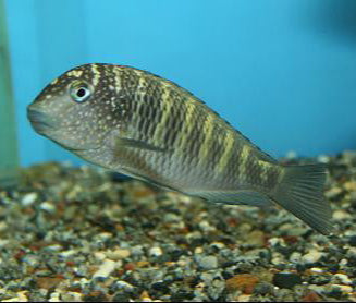Tropheus sp. "Maculatus" Mulunguzi "Green Murago" – Dave's Rare ...