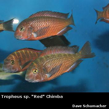Tropheus sp. "Red" Chimba – Dave's Rare Aquarium Fish