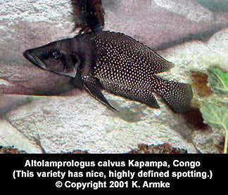 Altolamprologus calvus "Inkfin" – Dave's Rare Aquarium Fish