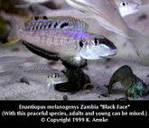 Dave's Rare Aquarium Fish – Dave's Rare Aquarium Fish