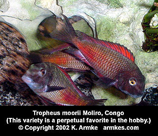 Tropheus sp. "Red" Moliro "Firecracker" – Dave's Rare Aquarium Fish